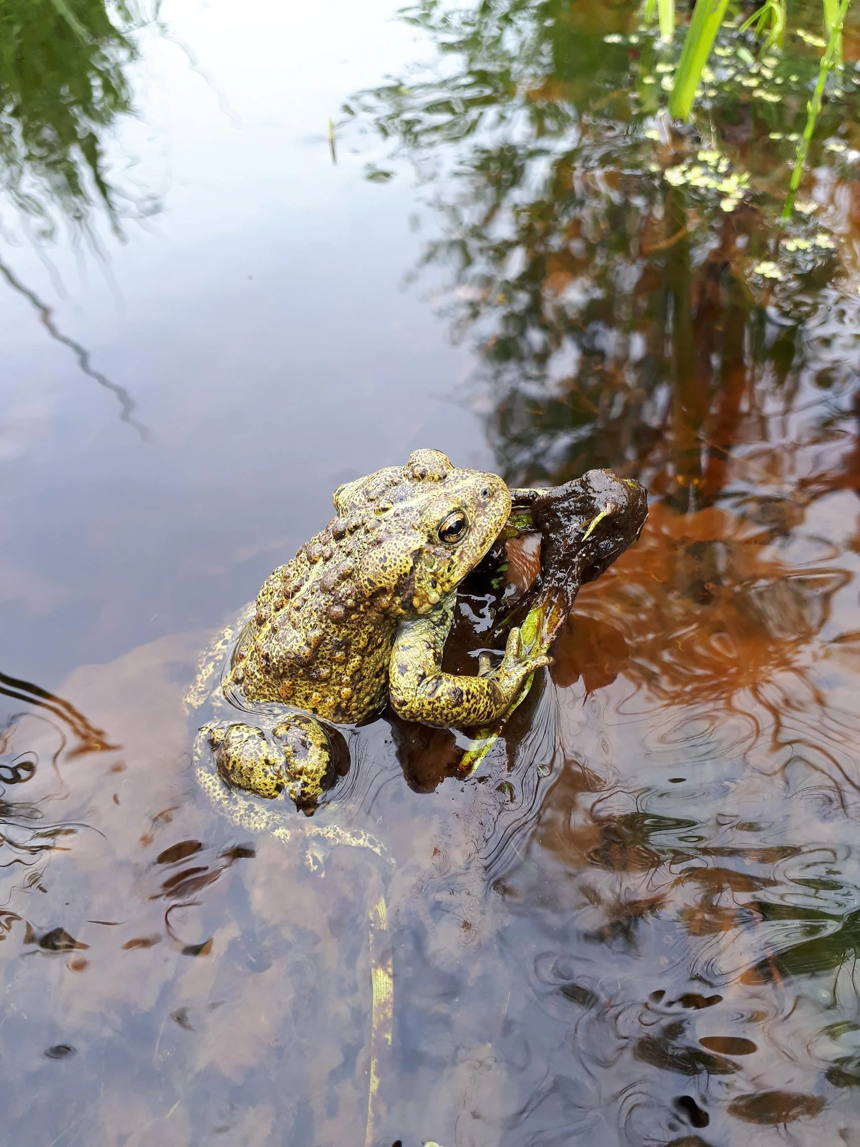 Our Story — Bioinventory Monitoring Group