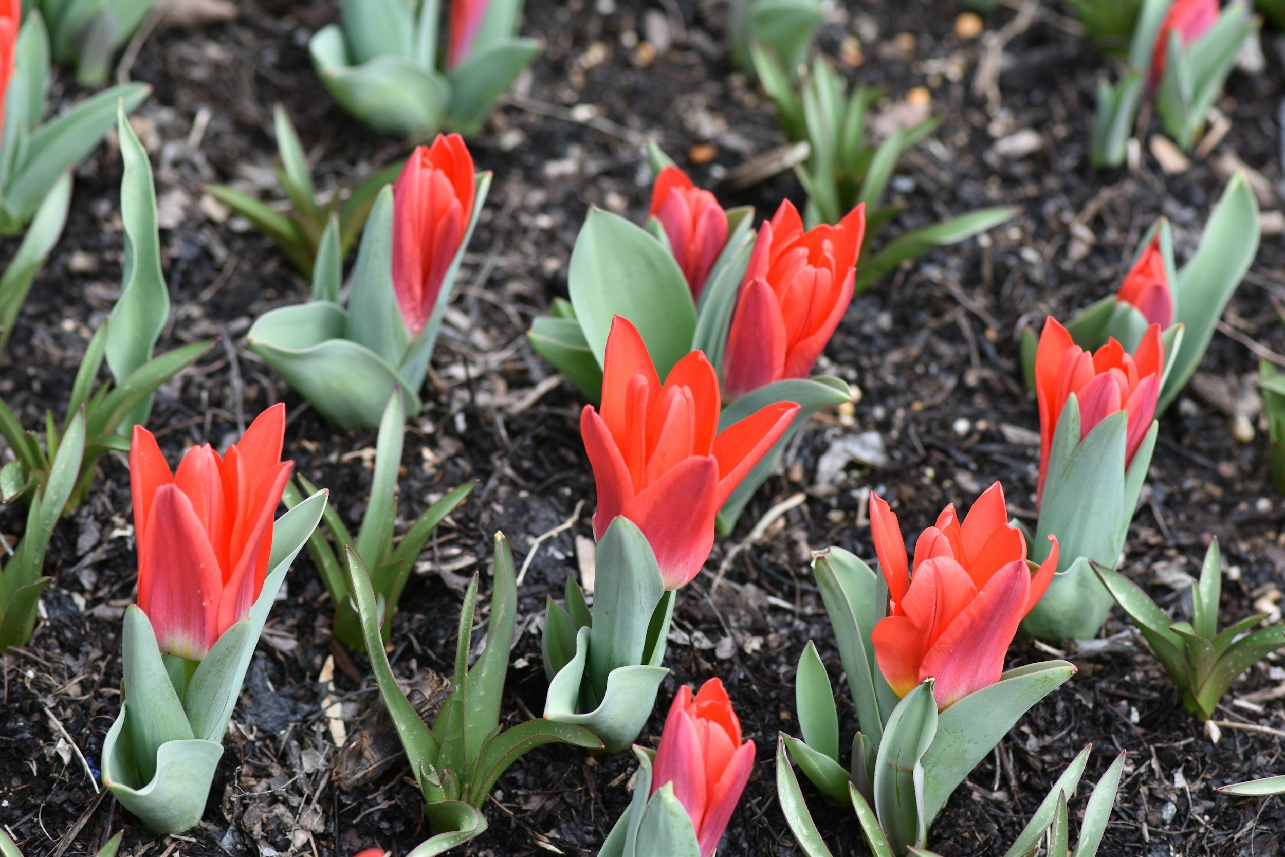 The Greenhouse - Gardening and Gifts in the heart of Aberdeen