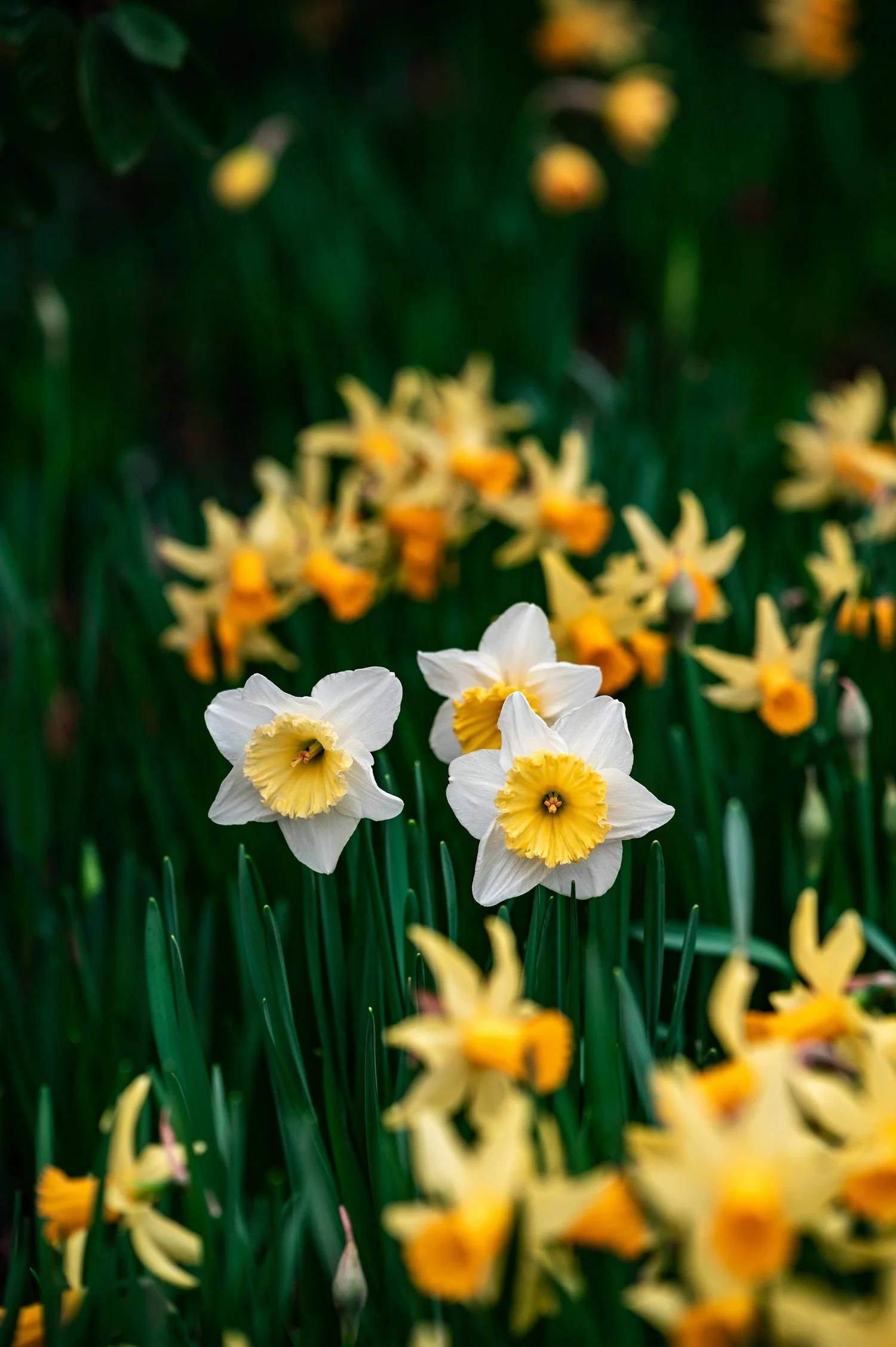 The Greenhouse - Gardening and Gifts in the heart of Aberdeen