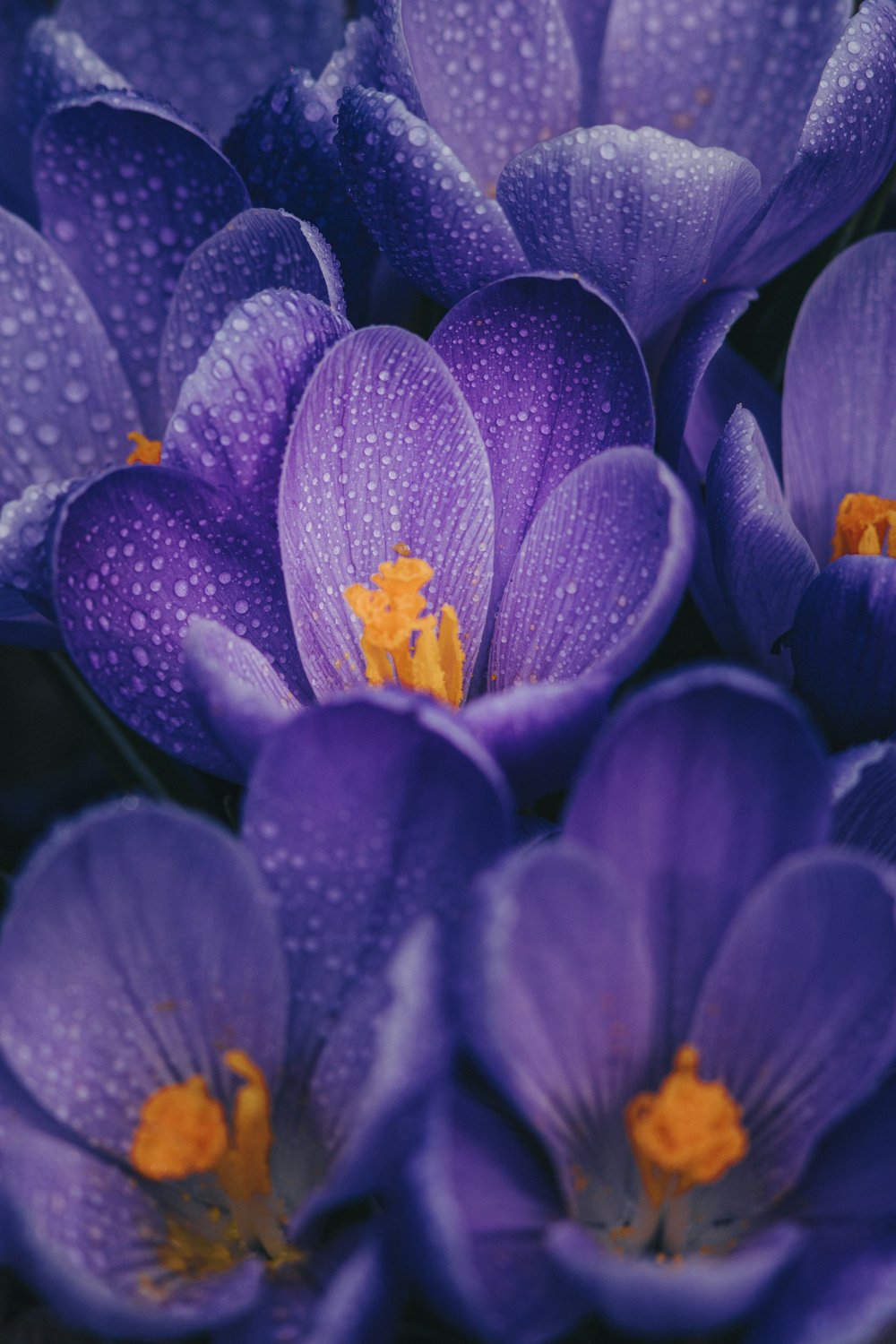 The Greenhouse - Gardening and Gifts in the heart of Aberdeen