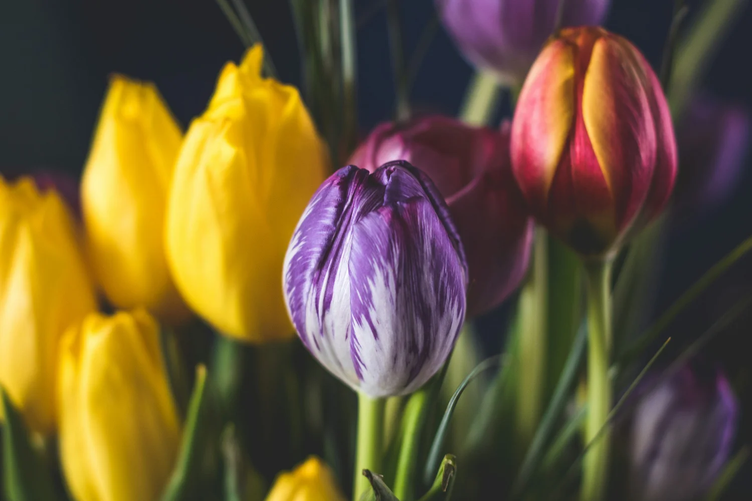 The Greenhouse - Gardening and Gifts in the heart of Aberdeen