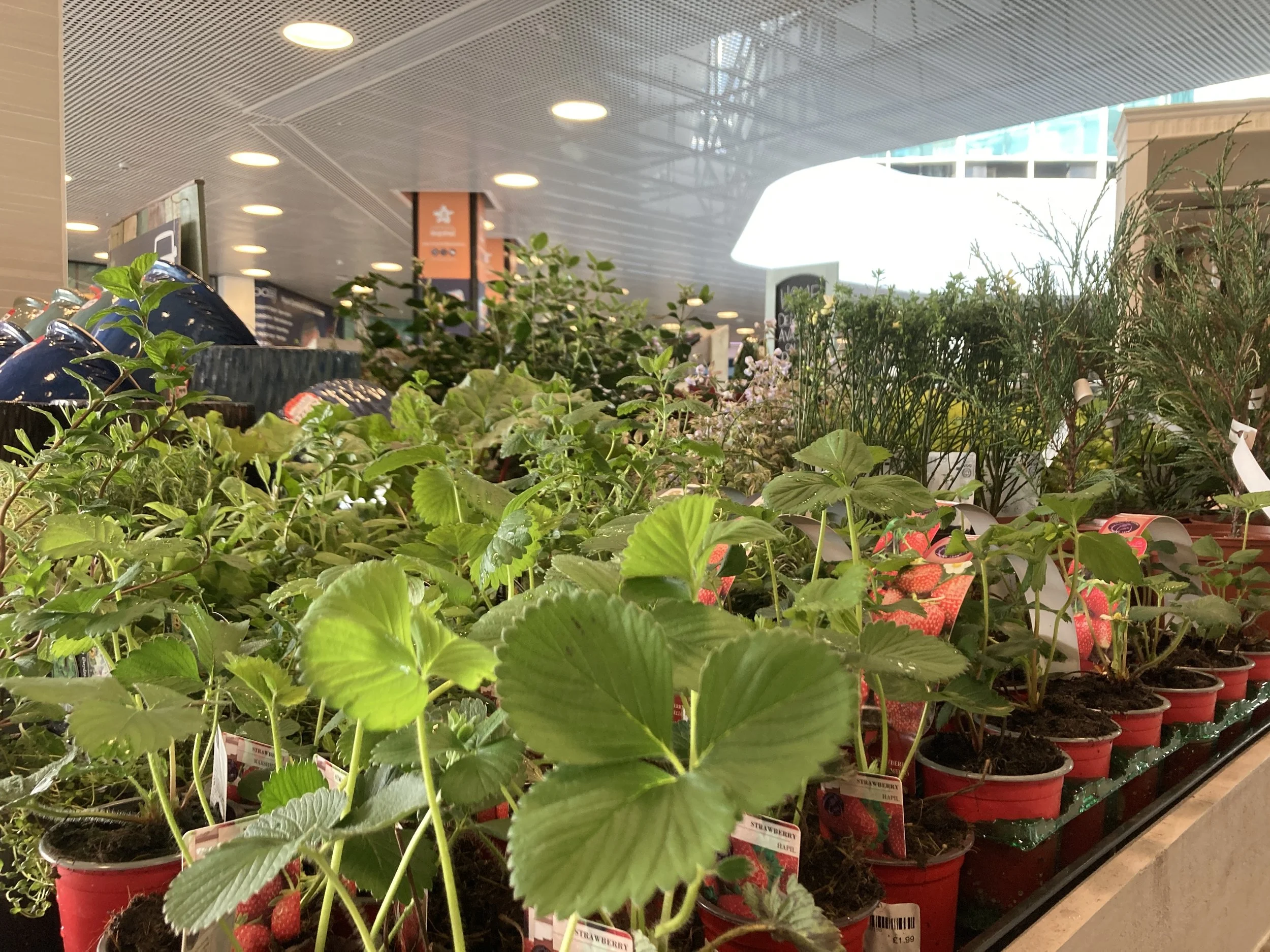 The Greenhouse - Gardening and Gifts in the heart of Aberdeen