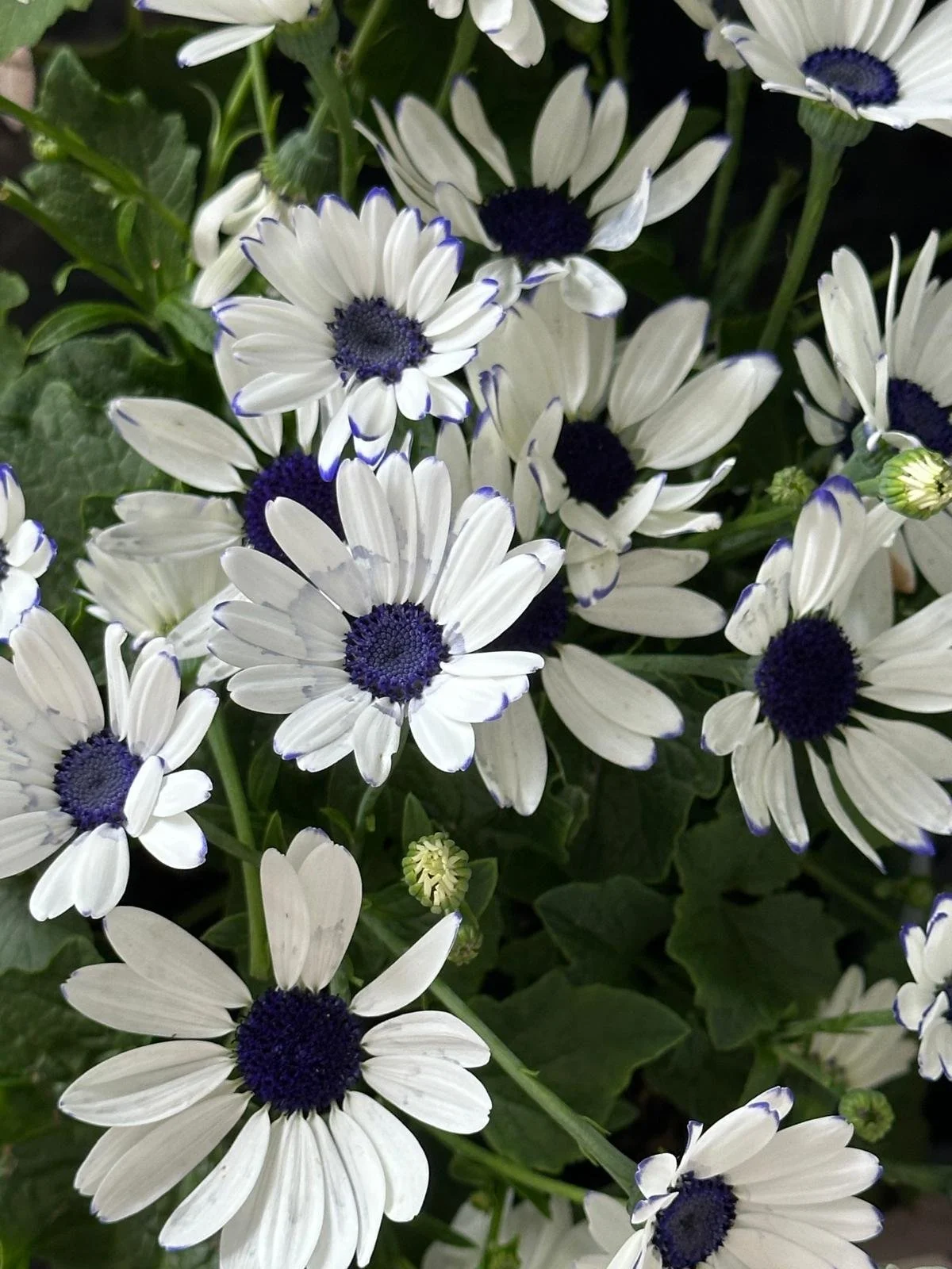 The Greenhouse - Gardening and Gifts in the heart of Aberdeen