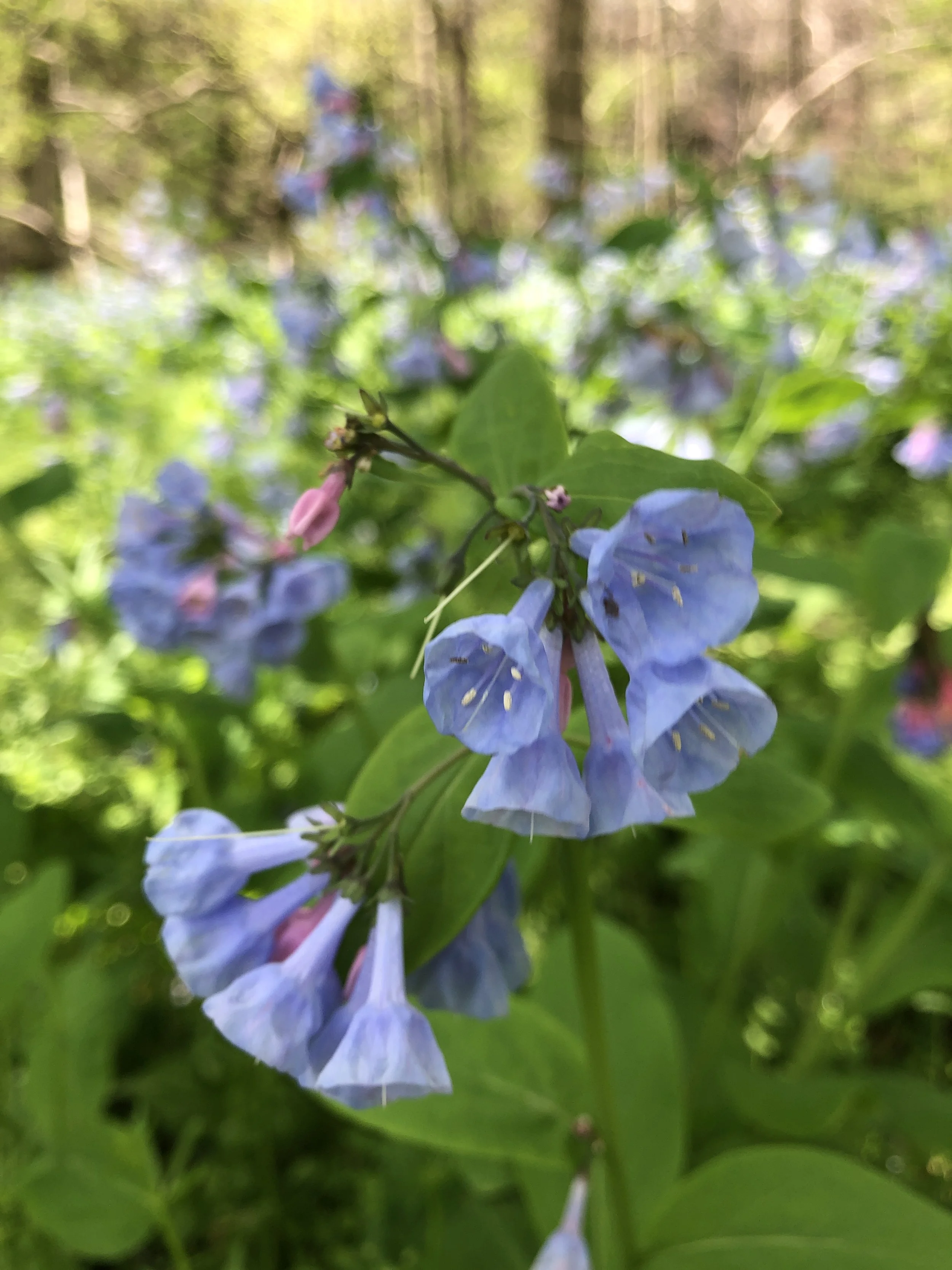 Resources — Loudoun Invasive Removal Alliance