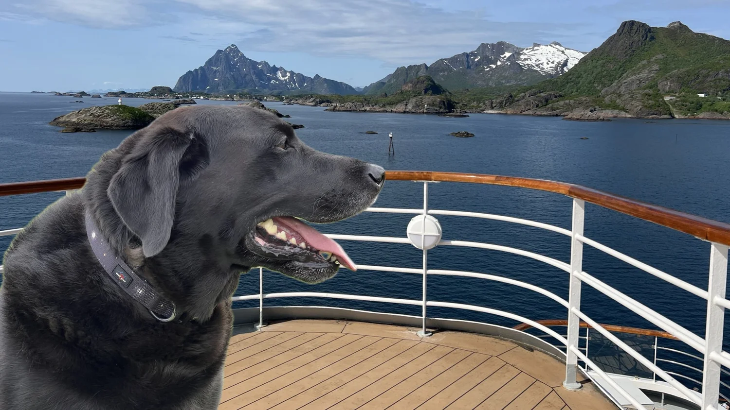 Want to Take Your Dog on a Cruise? This Could be Your Answer! — Fraser ...