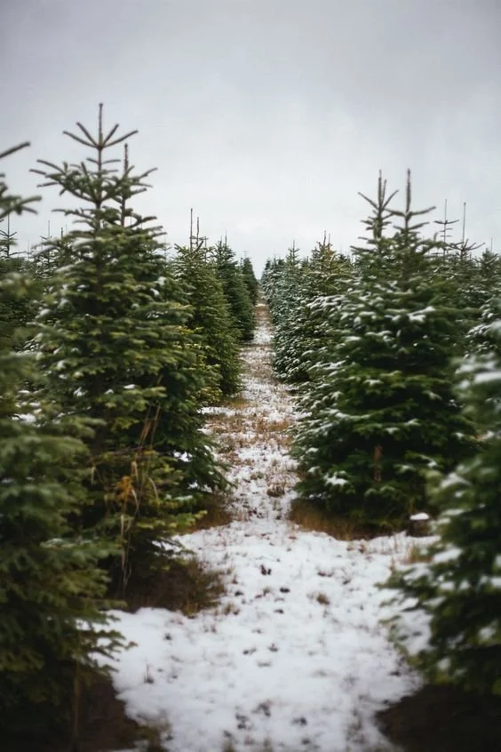 What We Offer | Shop Quality Christmas Trees — Visit Today — Dillon ...