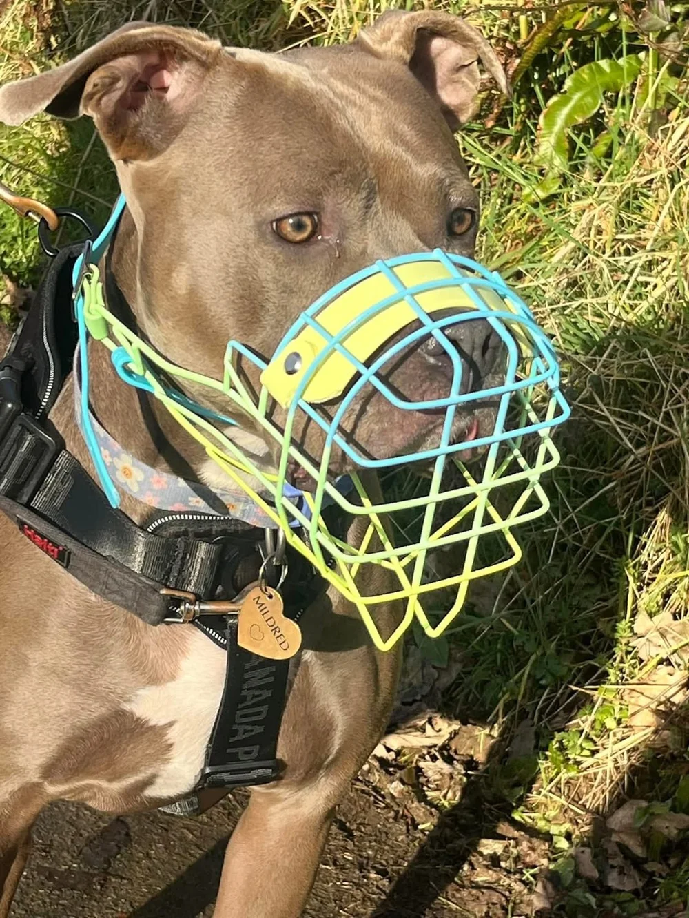Custom Powder Coated Wire Muzzles — Big Snoof Dog Gear