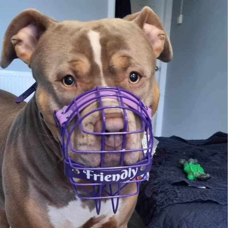 Custom Powder Coated Wire Muzzles — Big Snoof Dog Gear