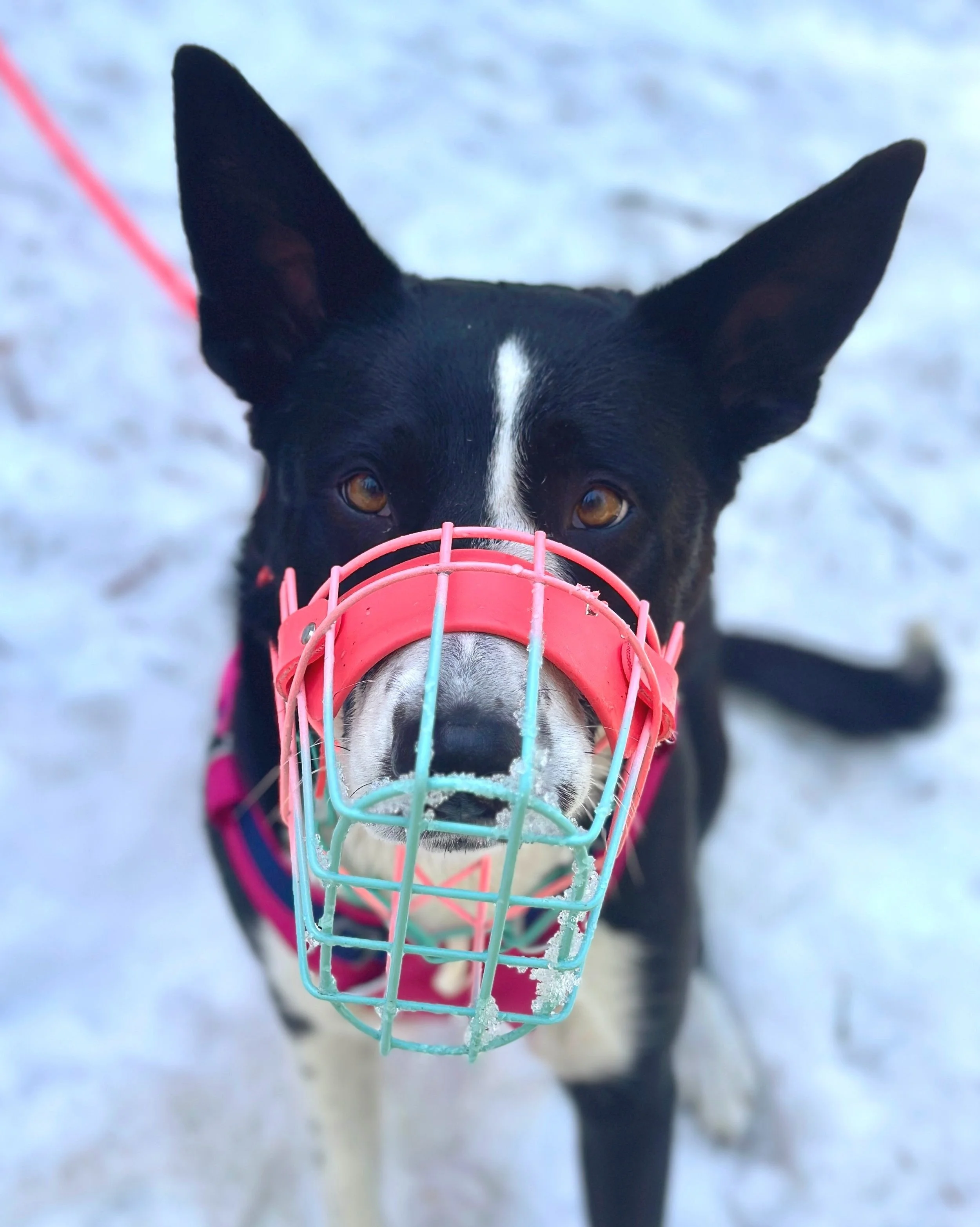 Expedite My Order — Big Snoof Dog Gear