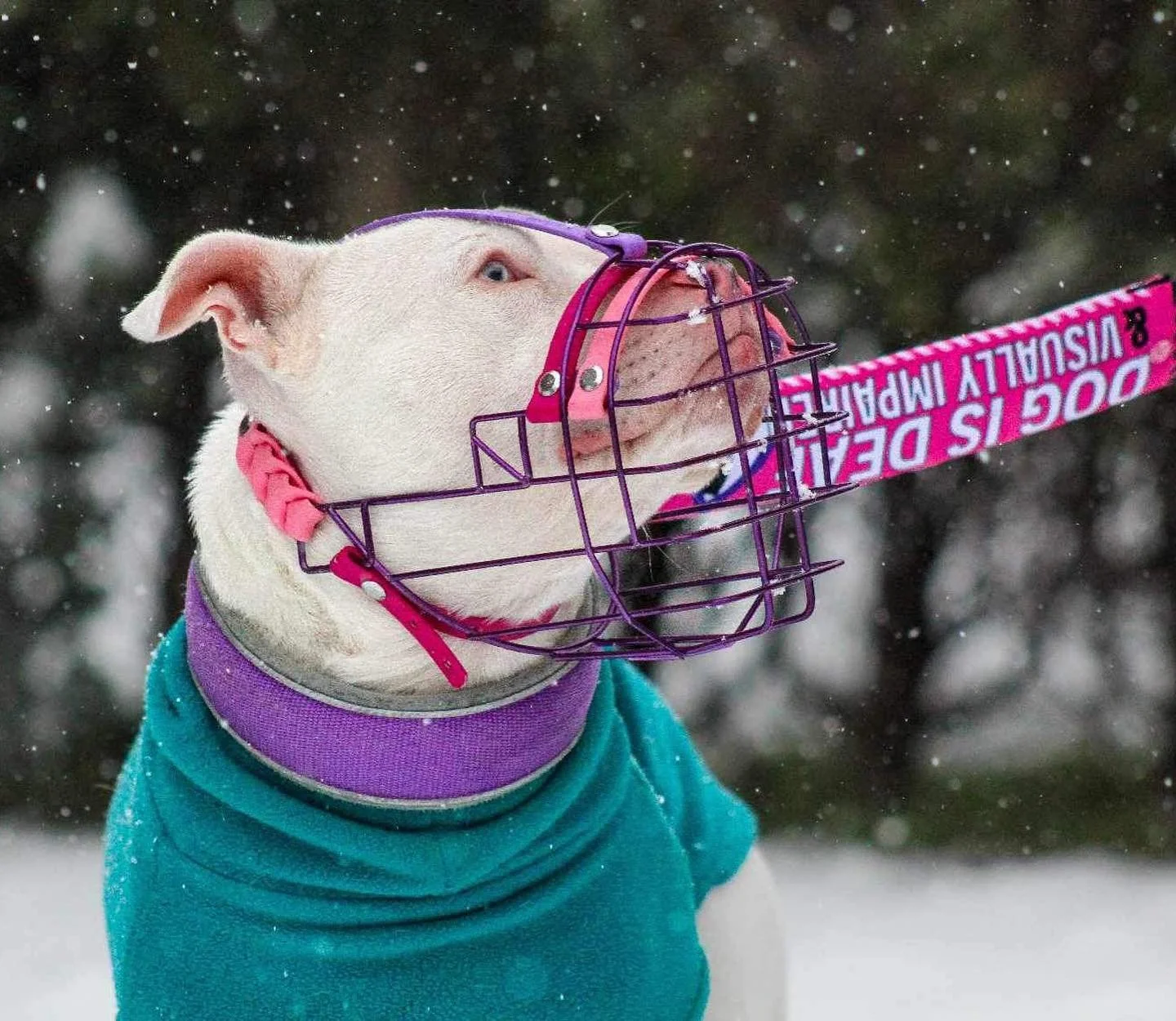 Big Snoof Dog Gear
