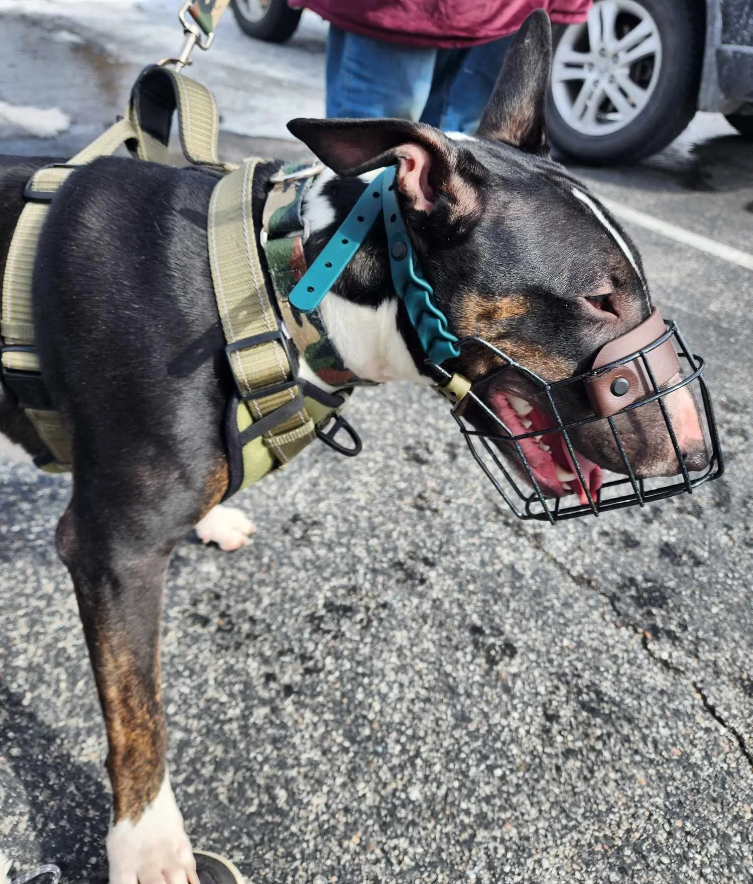 Custom Powder Coated Wire Muzzles — Big Snoof Dog Gear