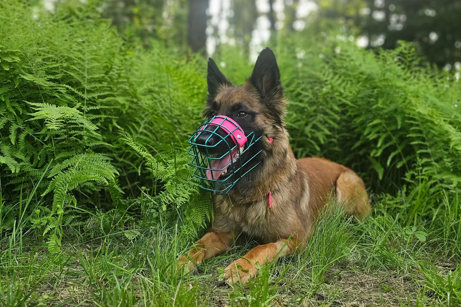Big Snoof Dog Gear