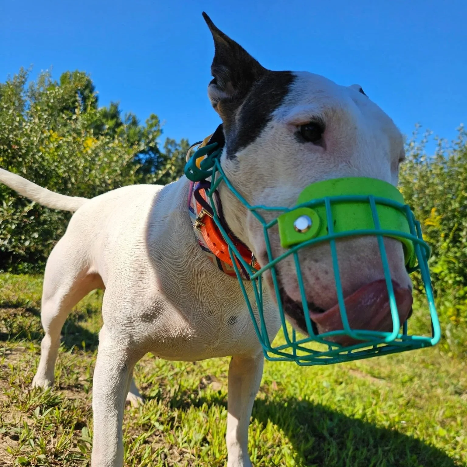 Custom Powder Coated Wire Muzzles — Big Snoof Dog Gear