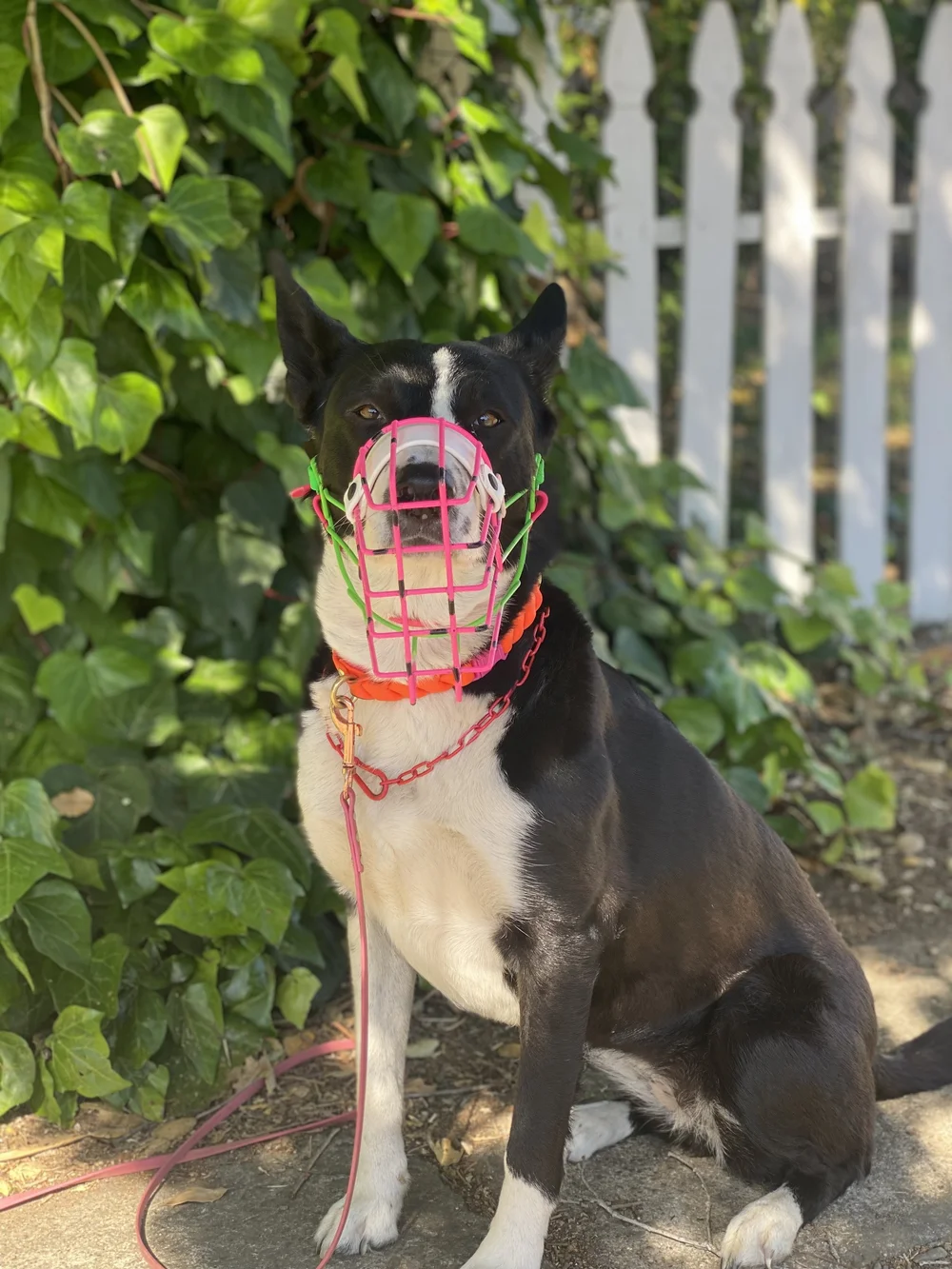 Custom Powder Coated Wire Muzzles — Big Snoof Dog Gear