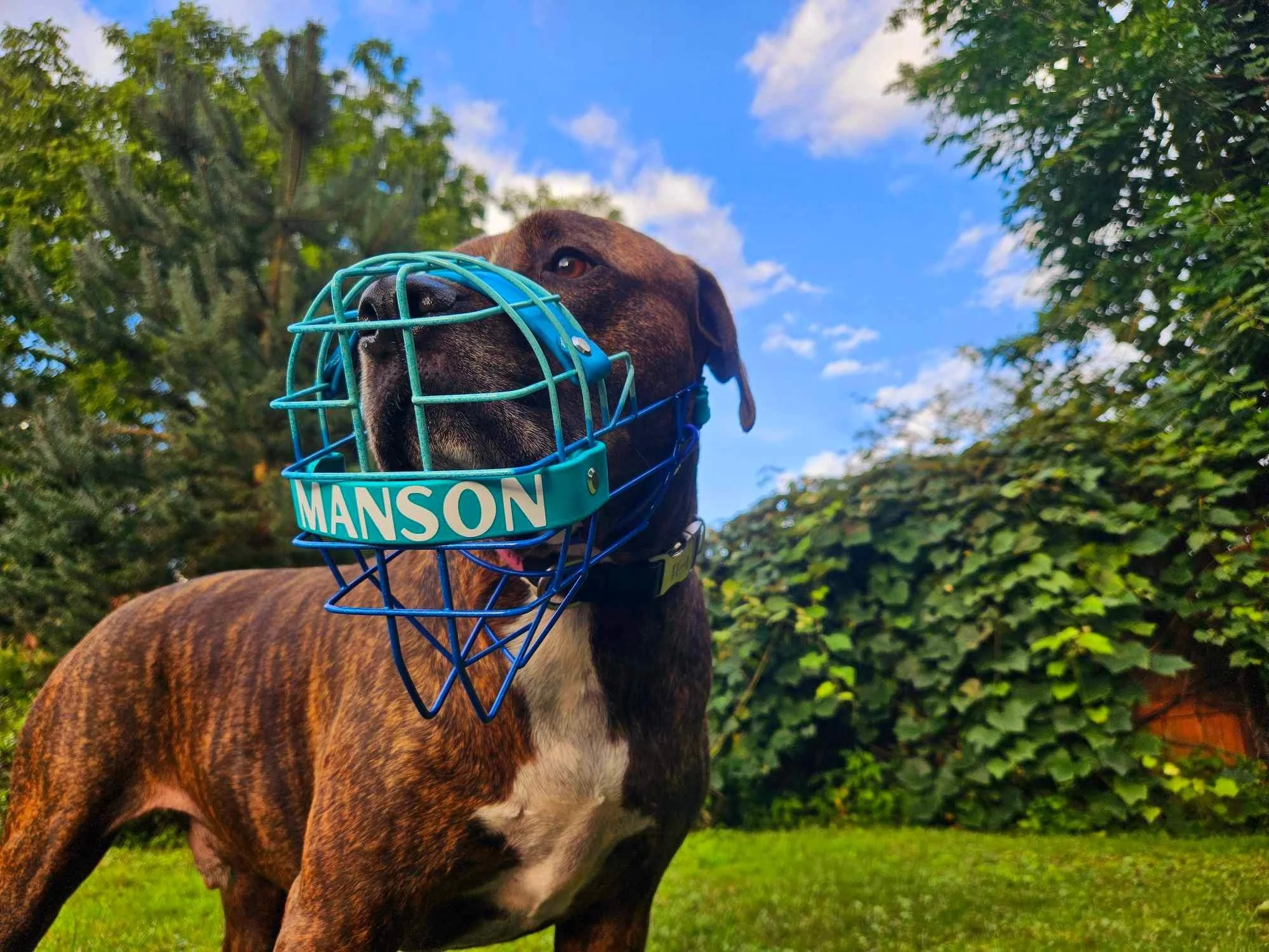 Custom Powder Coated Wire Muzzles — Big Snoof Dog Gear