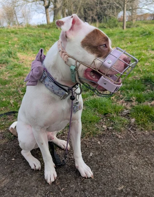 Custom Powder Coated Wire Muzzles — Big Snoof Dog Gear