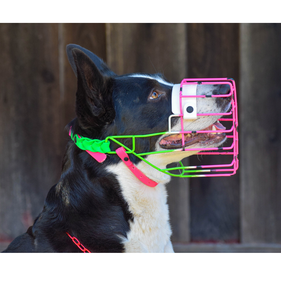Custom Powder Coated Wire Muzzles — Big Snoof Dog Gear