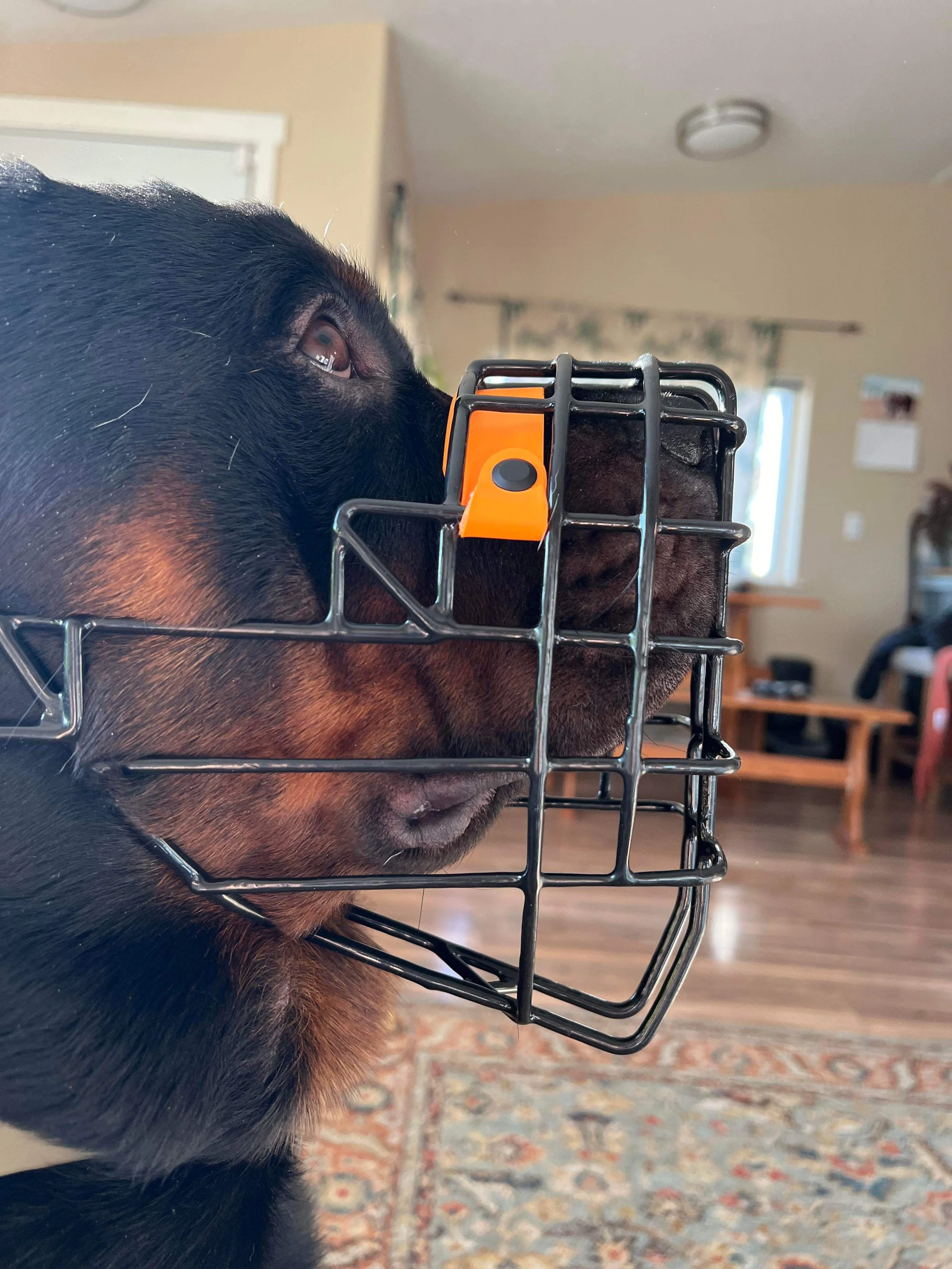 Muzzle Measurements — Big Snoof Dog Gear