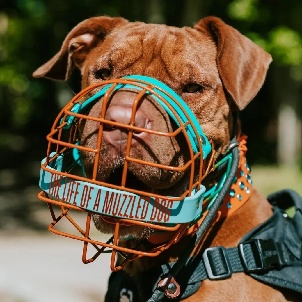 Custom Powder Coated Wire Muzzles — Big Snoof Dog Gear