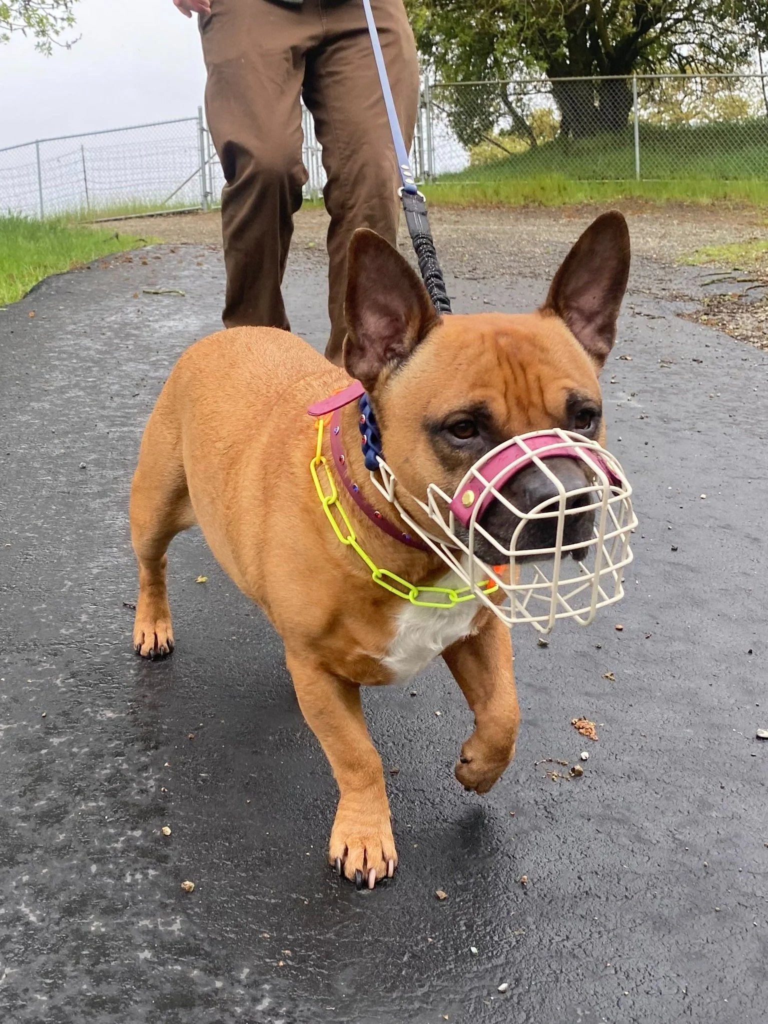 Meet the Snoofs — Big Snoof Dog Gear