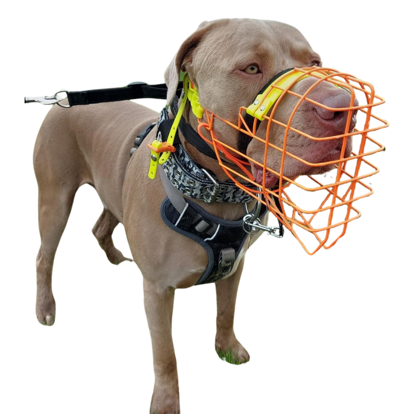 Big Snoof Dog Gear