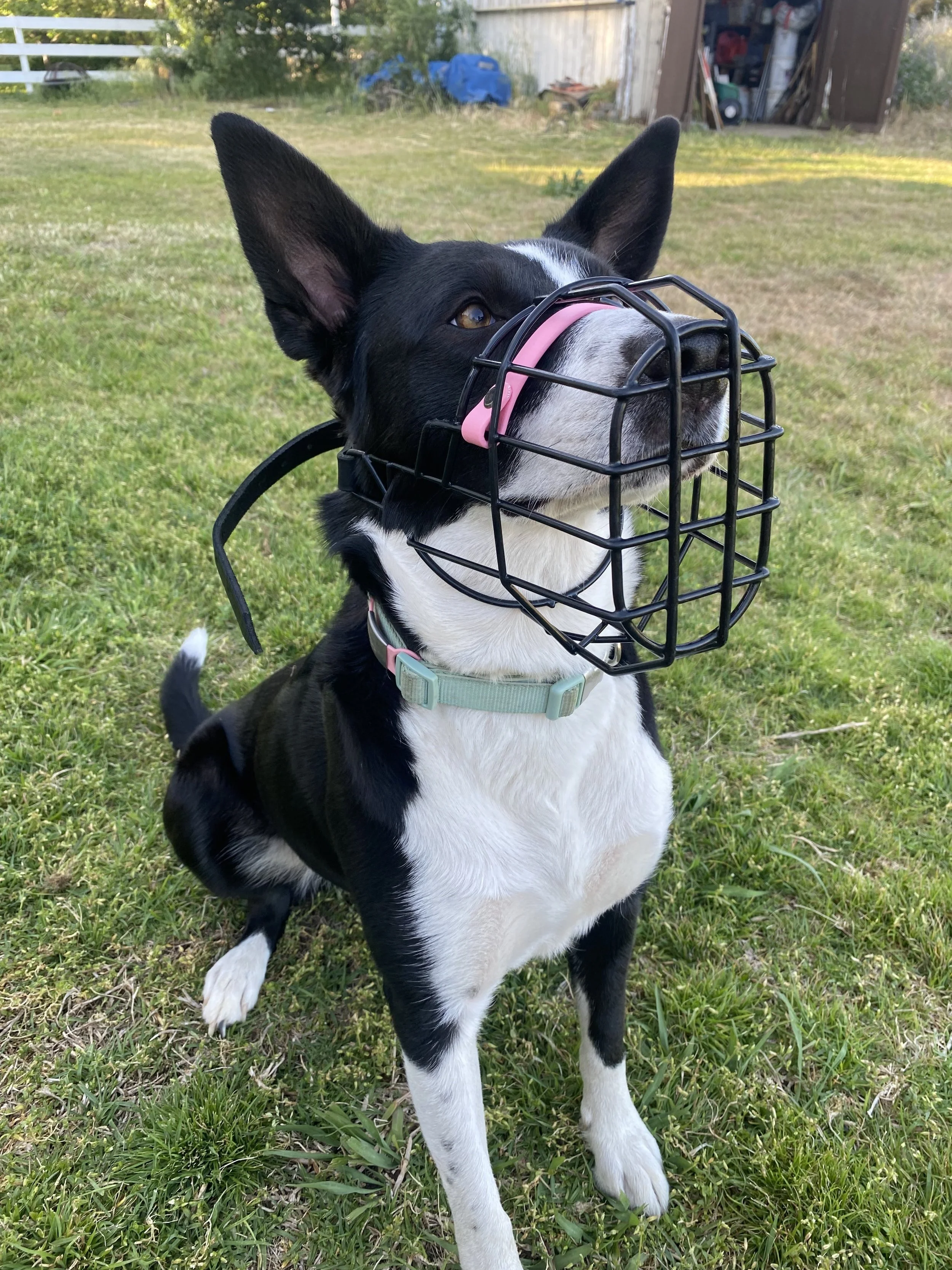 Meet the Snoofs — Big Snoof Dog Gear