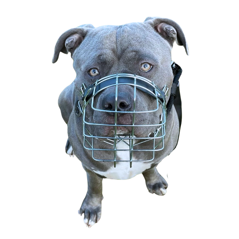 Big Snoof Dog Gear