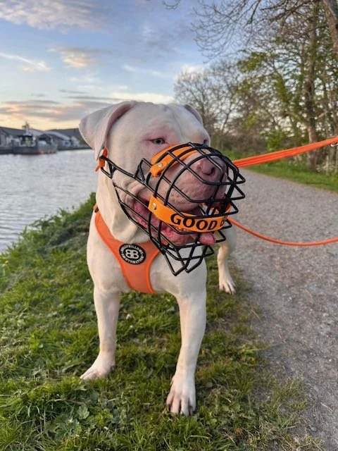 Big Snoof Dog Gear