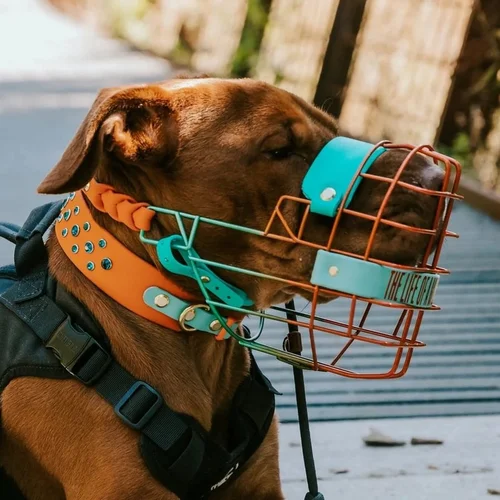 Custom Powder Coated Wire Muzzles — Big Snoof Dog Gear