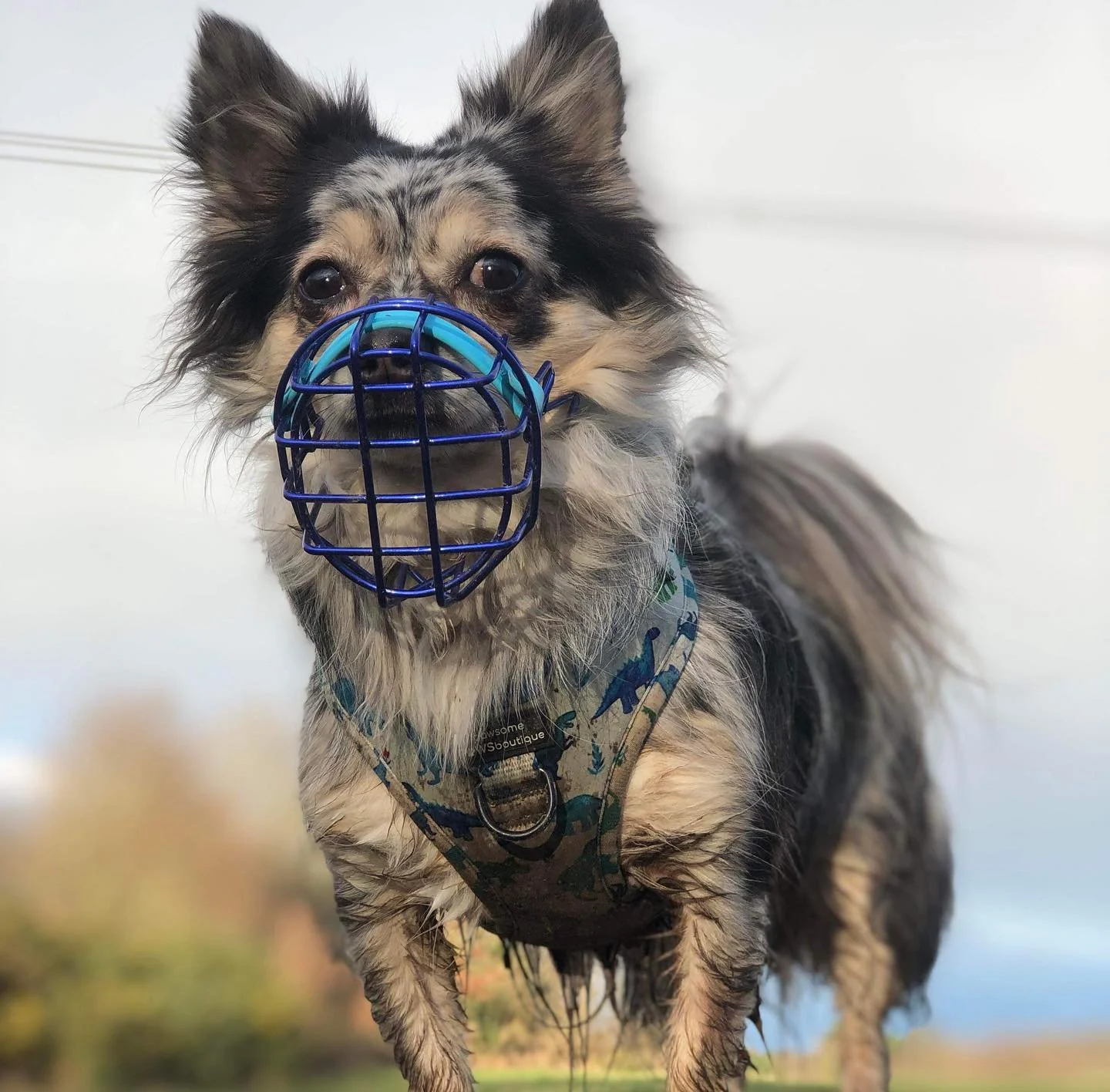 Big Snoof Dog Gear