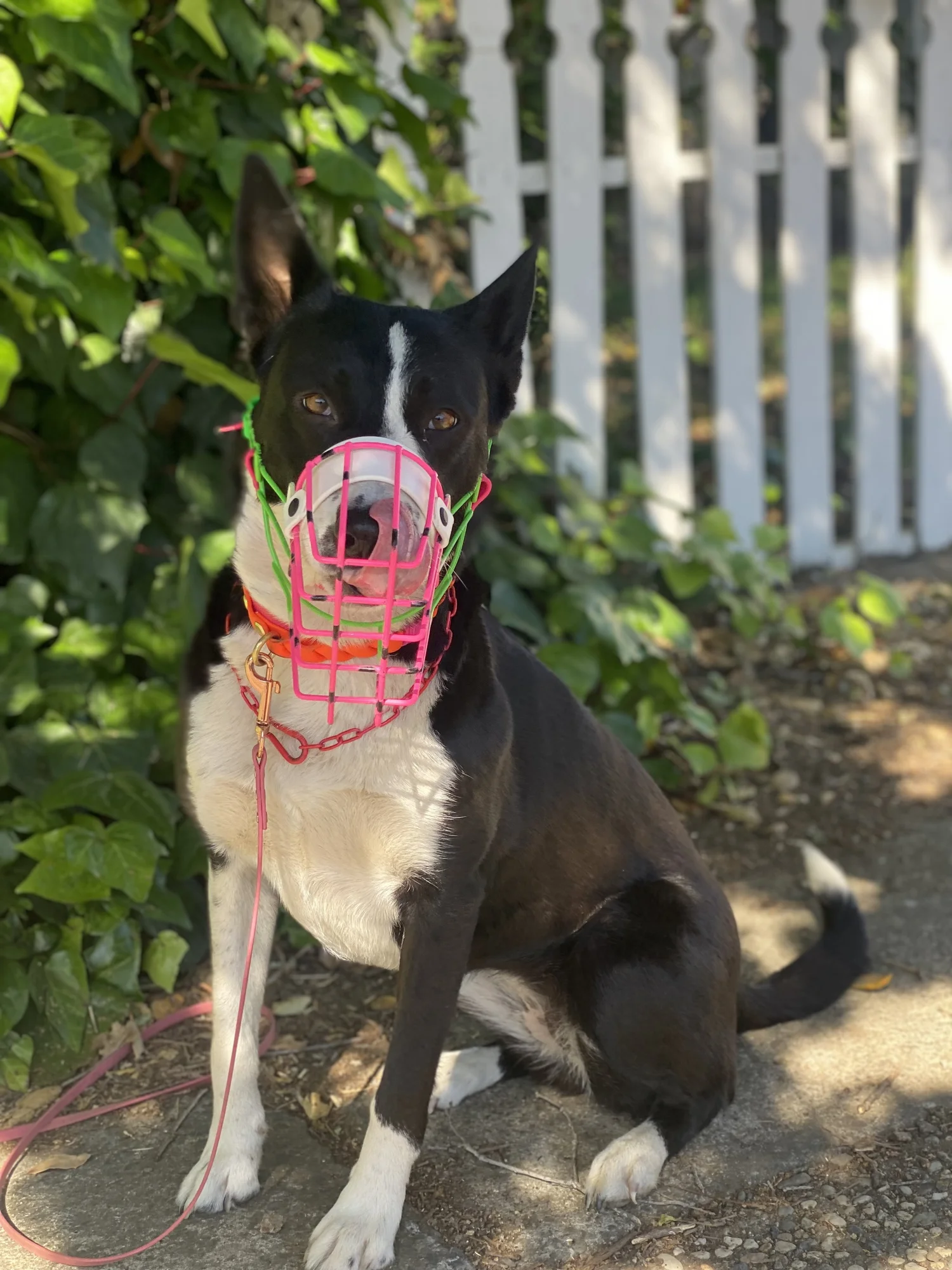 Custom Powder Coated Wire Muzzles — Big Snoof Dog Gear