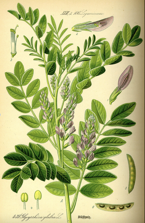 NURTURE GUT HEALTH — Licorice Root: An Herbal Guide to this Amazing Plant