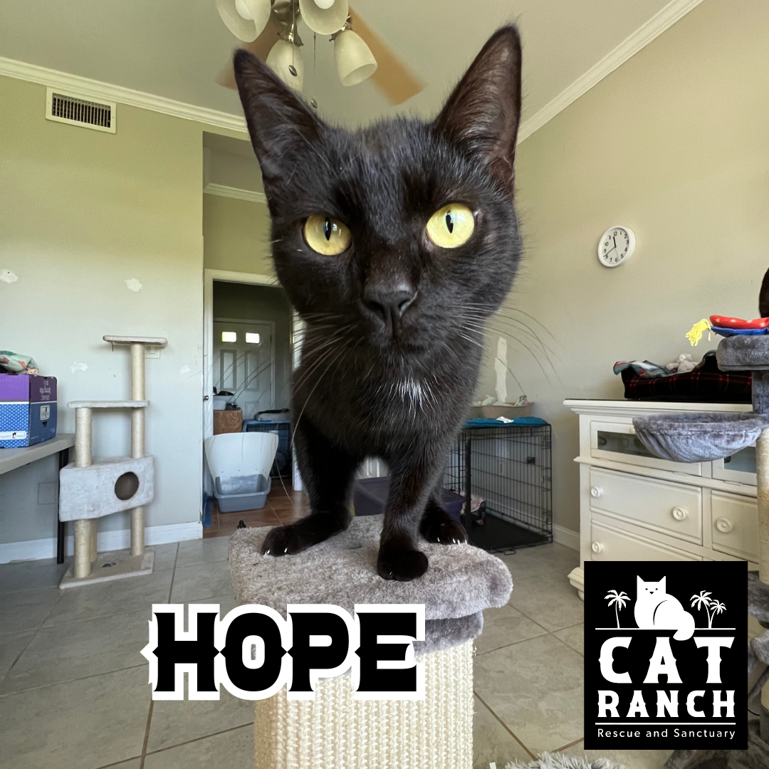 Adoptable Cats — The Cat Ranch