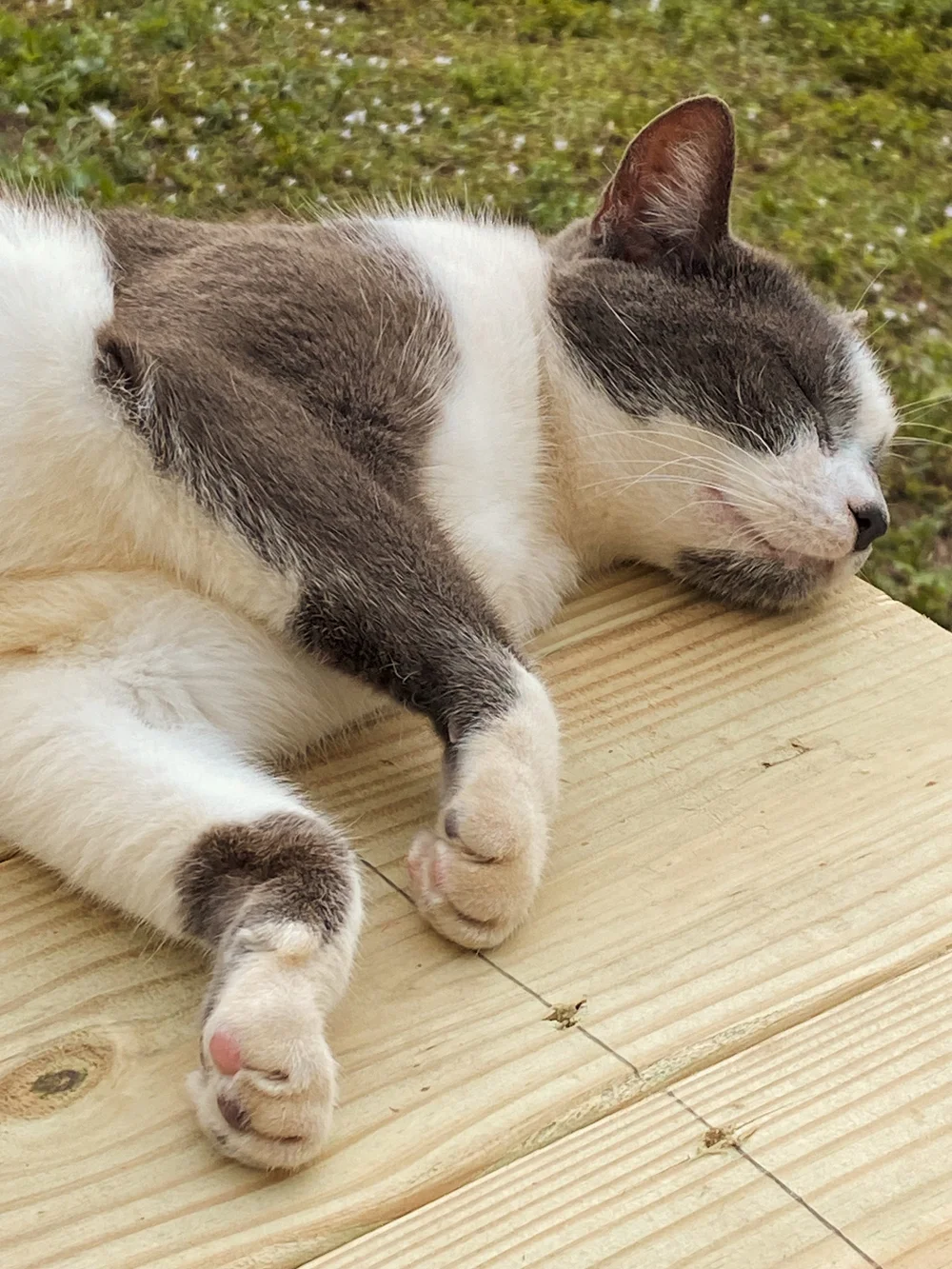 Store 1 — The Cat Ranch