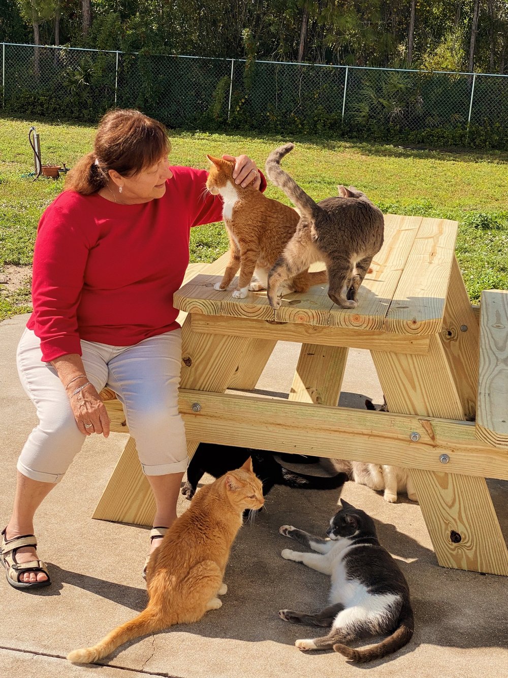 Store 1 — The Cat Ranch