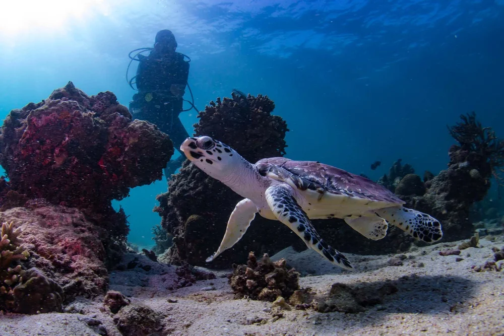 Diving Boracay | DIVE Boracay