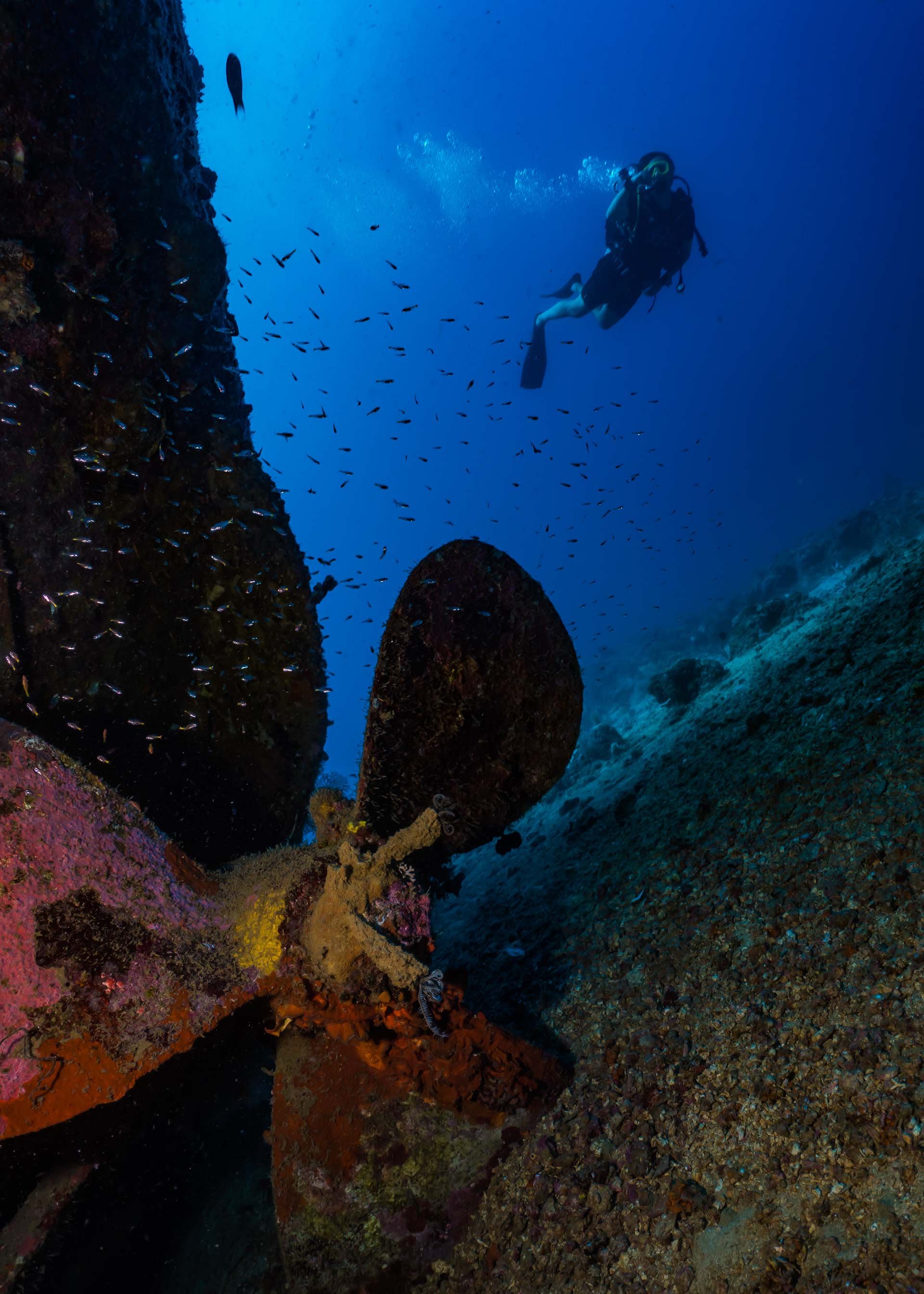 DIVE Boracay | Scuba and Freedive Boracay Island, Philippines
