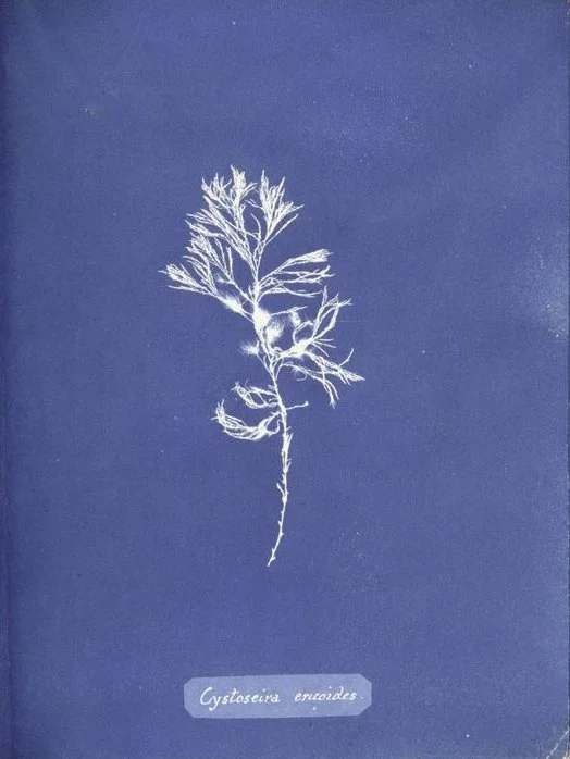 What Is A Cyanotype?-A Brief History — Megan D. Morrow