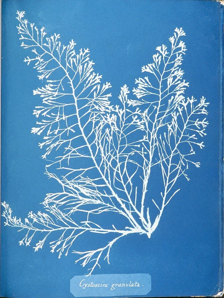 What Is A Cyanotype?-A Brief History — Megan D. Morrow