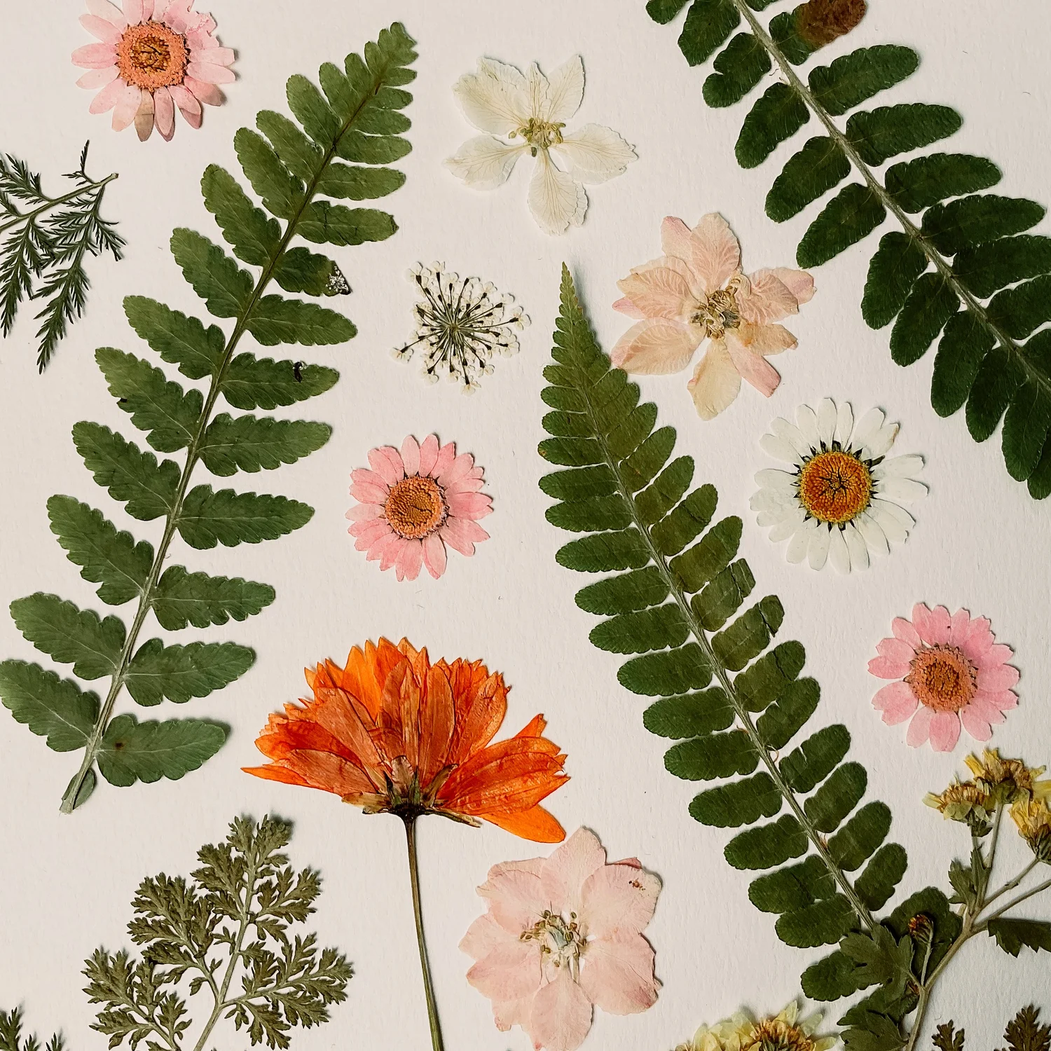 How to Create Double Exposure Lumen Prints: A Step-by-Step Guide ...