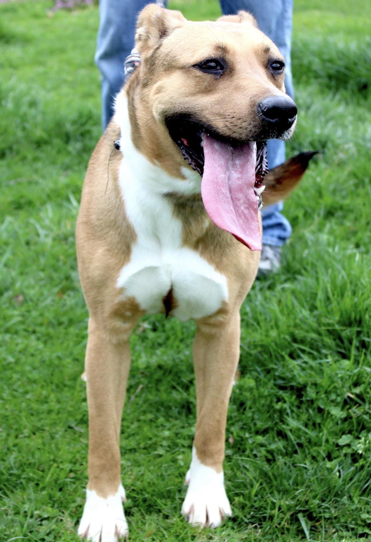 General 6 — Friends of Franklin County Indiana Animal Shelter