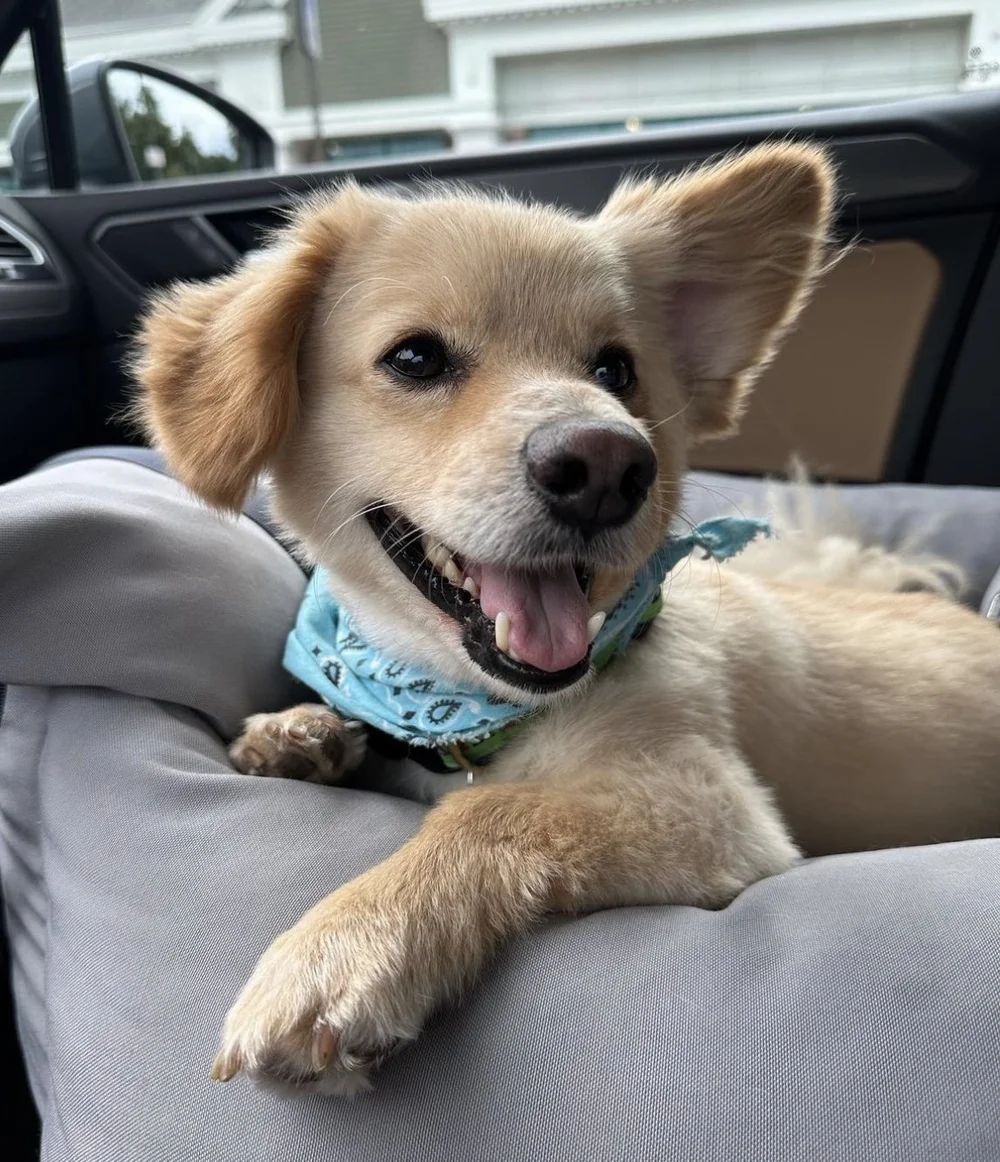 Contact Us — Altruistic Rescue