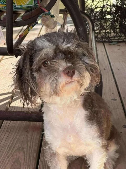Tashi — Altruistic Rescue