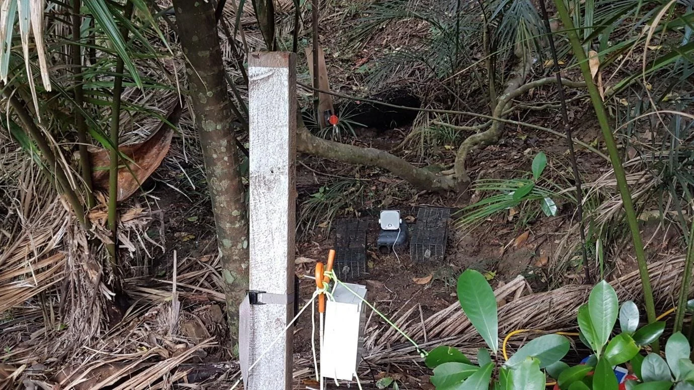 Audio and Scent Lure Rat Experiment (August - September 2019) — The ...
