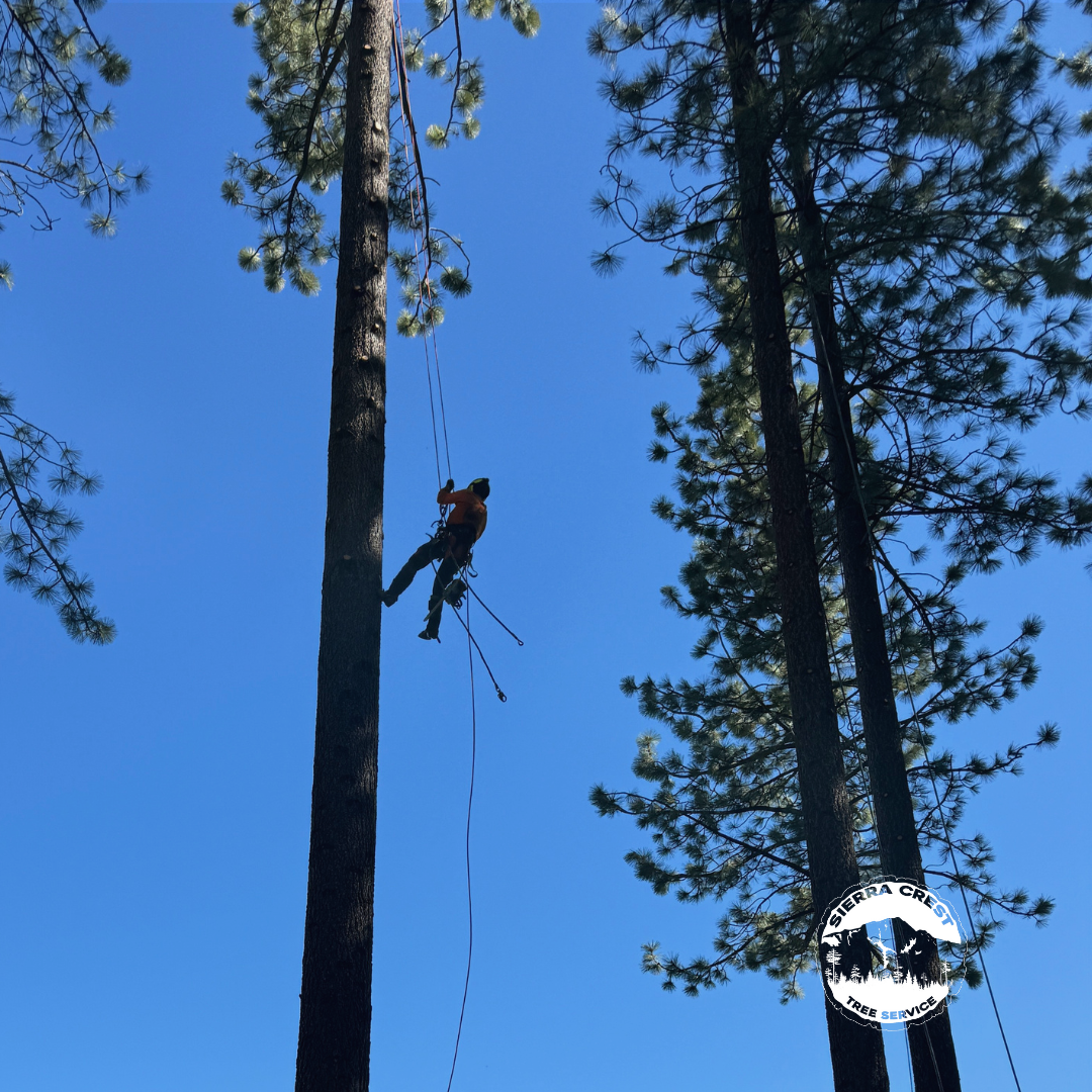 Tree Trimming — Sierra Crest Tree Service | Tree Removal South Lake Tahoe
