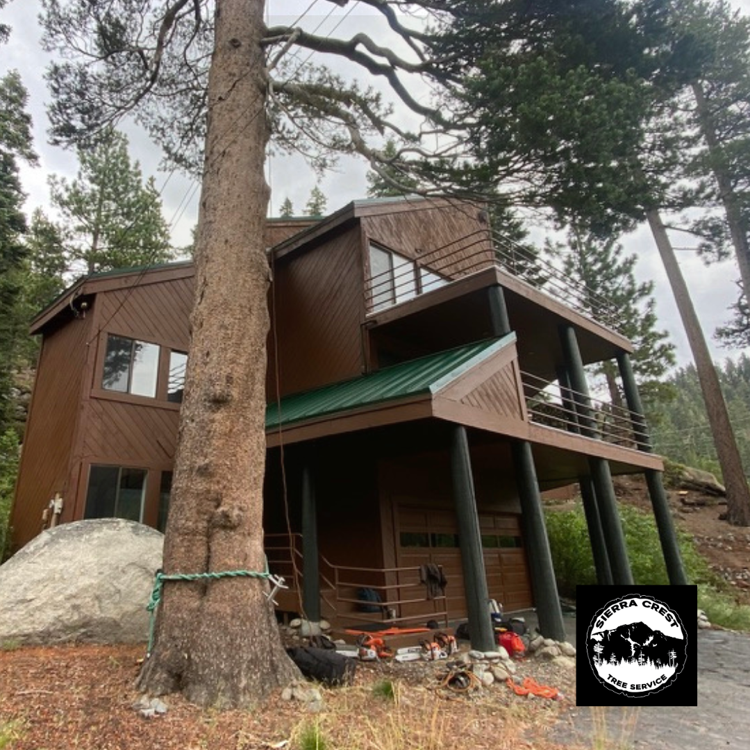 Defensible Space — Sierra Crest Tree Service | Tree Removal South Lake ...