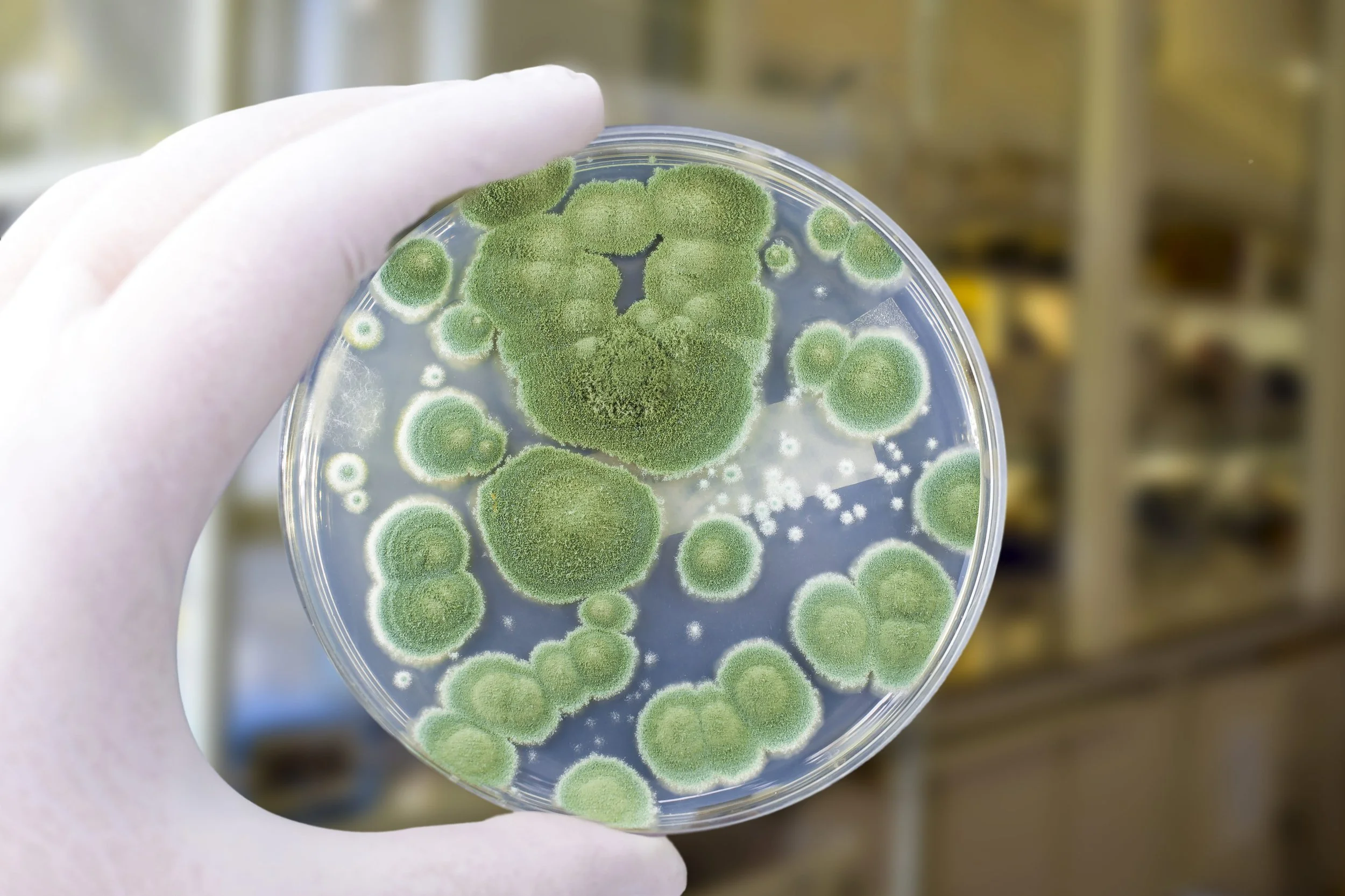 Mold and Microbial Testing — Carolina Mold Solutions