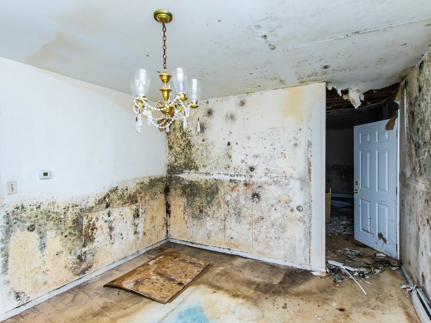 Mold Remediation and Removal — Carolina Mold Solutions