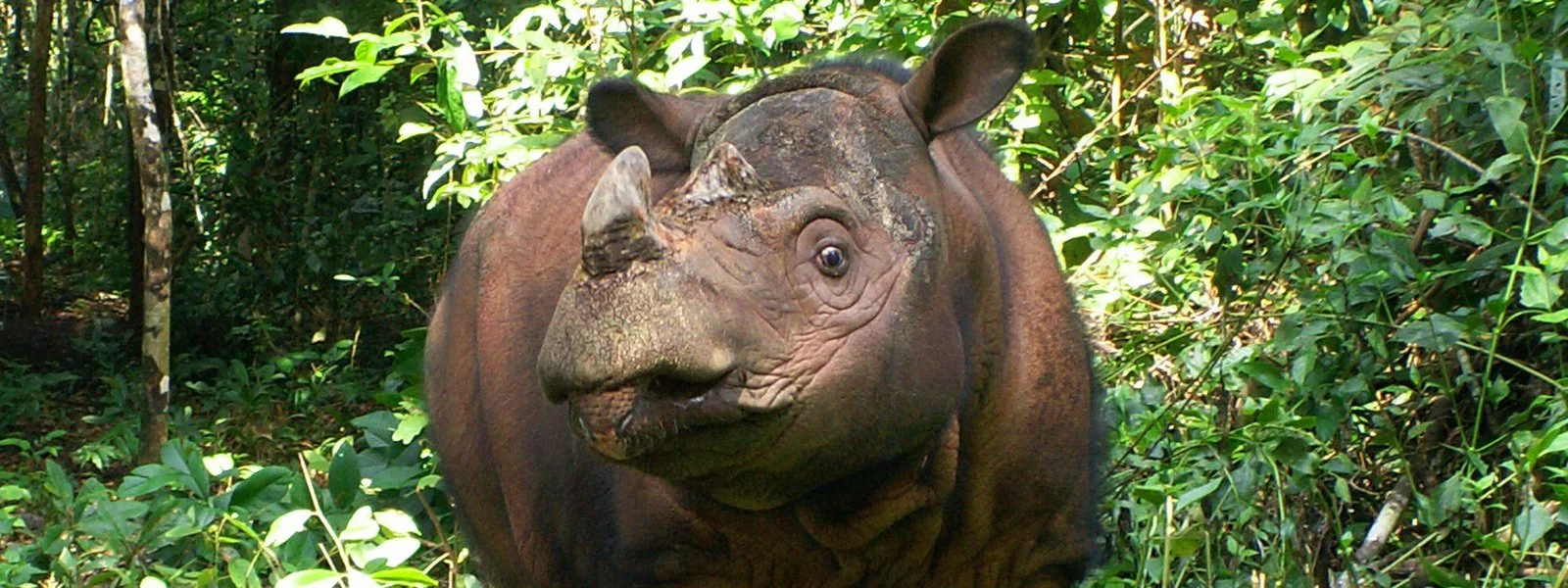 Sumatran Rhino Likely to Go Extinct Unless Action Is Taken Urgently ...