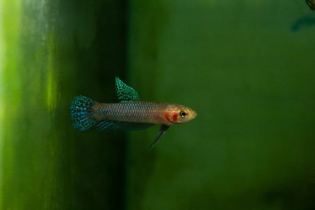 Betta hendra — Asian Species Action Partnership | ASAP